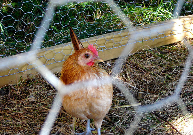 Hexagonal Wire Netting,Green PVC Poultry Hex Netting,Aviary Game Bird ...